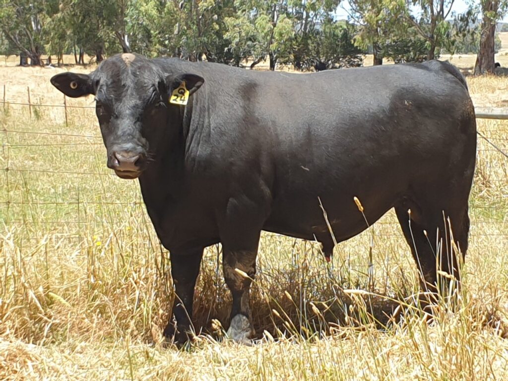 Bulls | Dysart Angus