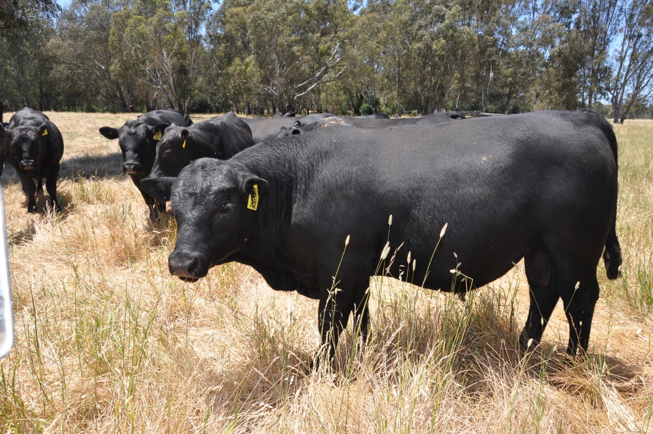 Dysart Angus | Stud Angus